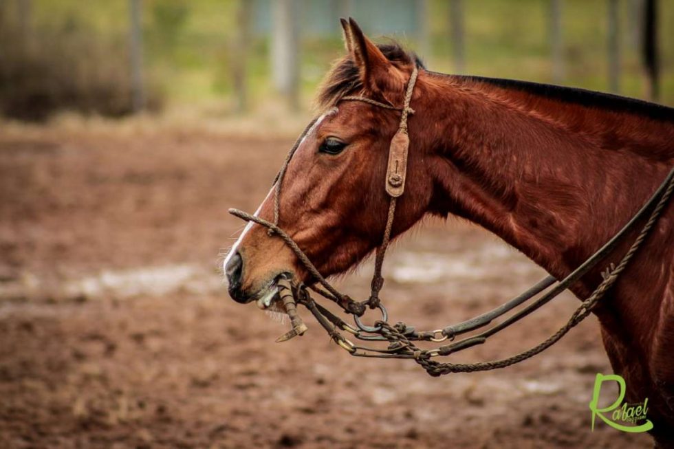 Sociedad de Criadores de Caballos Criollos en Uruguay | Sociedad de Criadores de Caballos ...