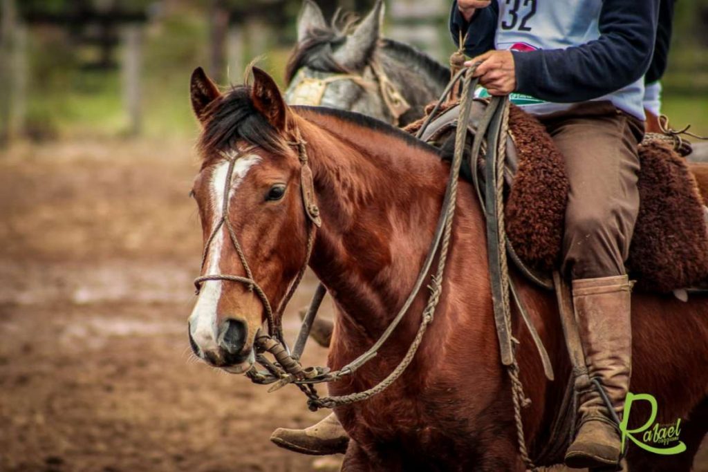Sociedad de Criadores de Caballos Criollos en Uruguay | Sociedad de Criadores de Caballos ...