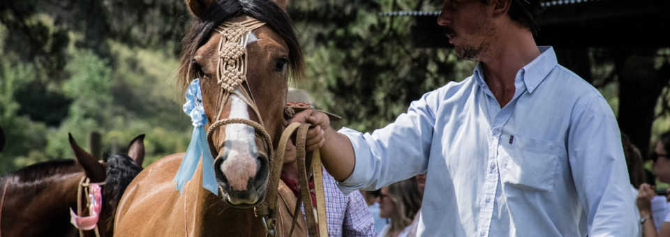 Caballos Criollos | Sociedad de Criadores de Caballos Criollos del Uruguay